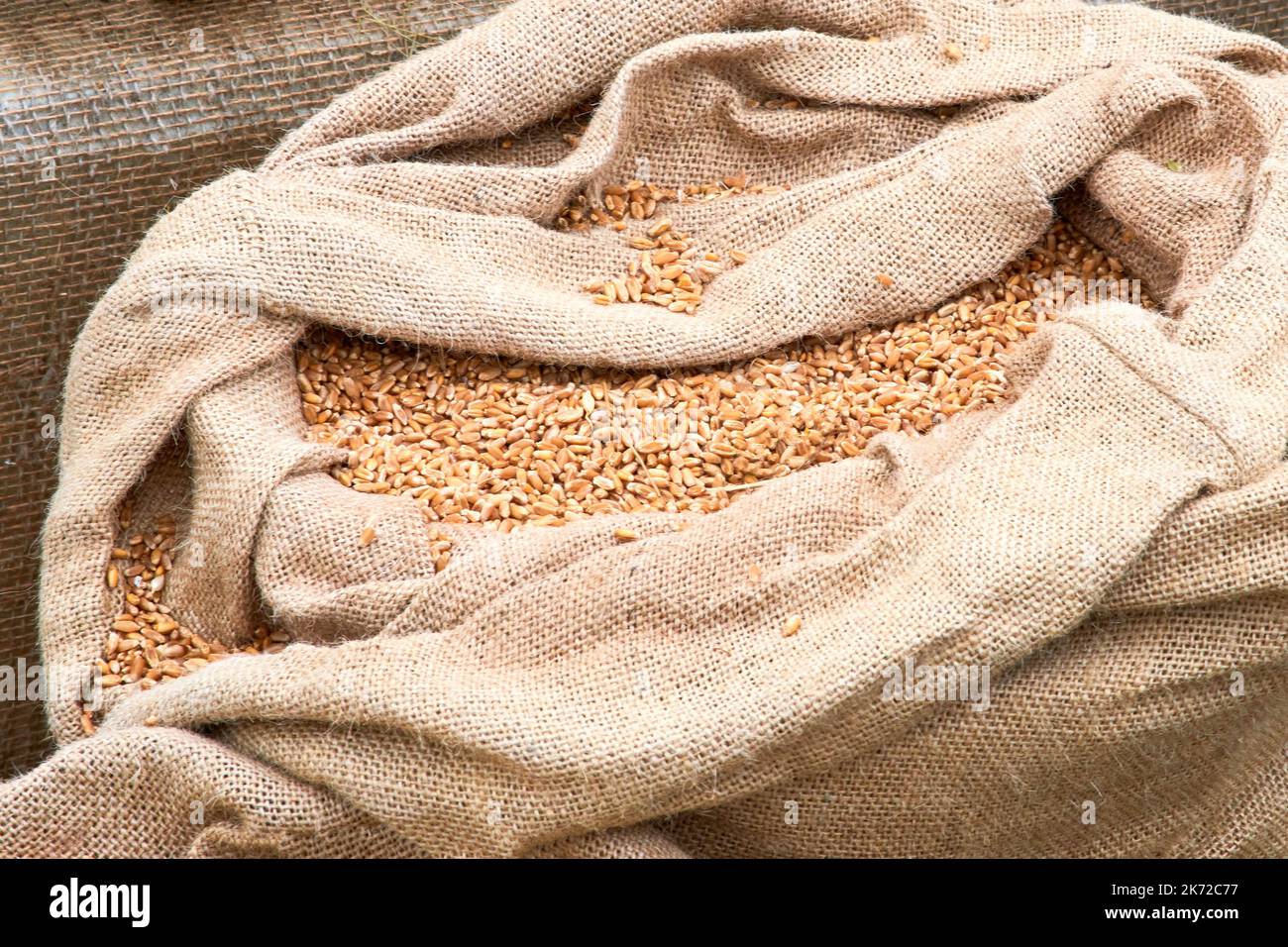 Canvas bag with wheat seeds after the autumn harvest, copy space Stock ...