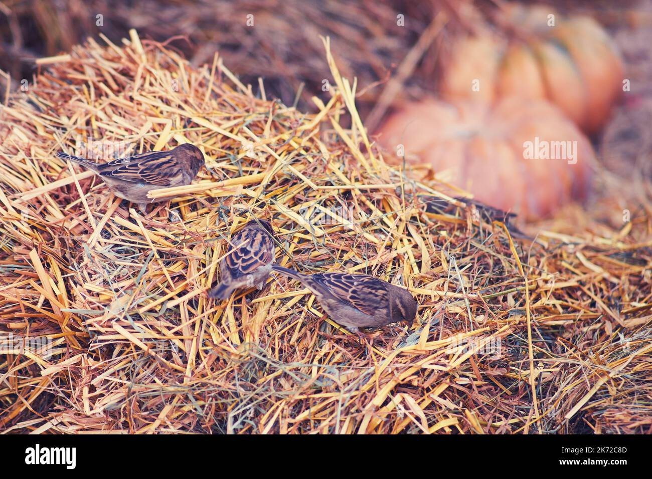 Birds sparrows peck harmful insects in the hay during harvest Stock ...