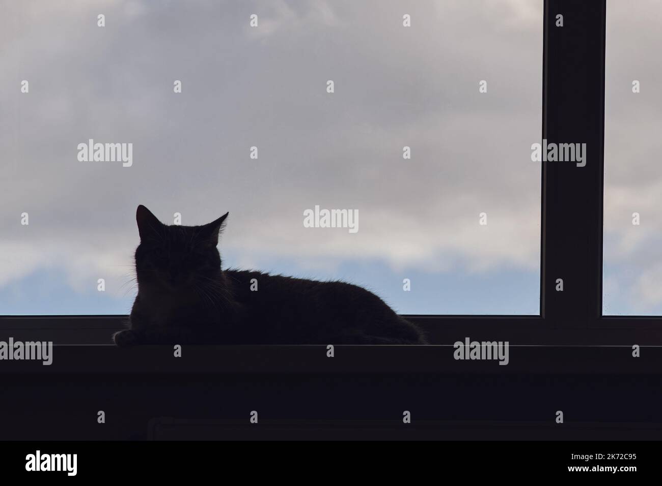 Silhouette of a cat at the window, a shadow pet on a window sill Stock ...