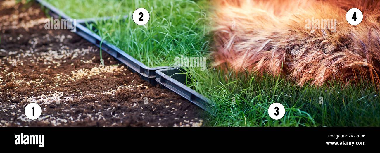 The stages of wheat growth from sowing the grains in the ground to the ...