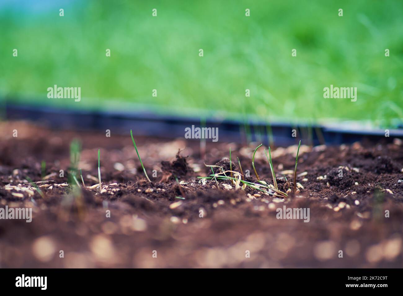 Cereal root germinate agriculture hi-res stock photography and images ...