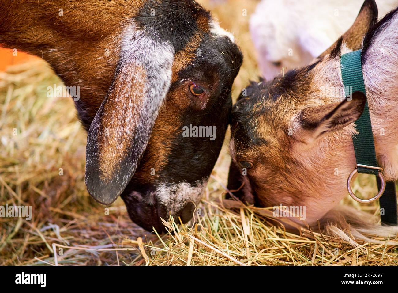 Brown white domestic goat in a barn with hay and straw, head close-up ...