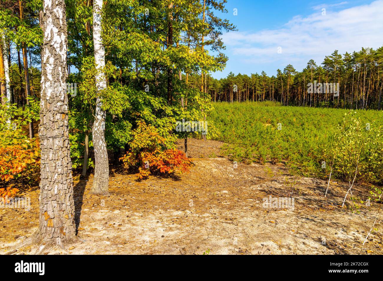 Colorful autumn leaves and meadow in Mazoviecki Landscape Park in ...