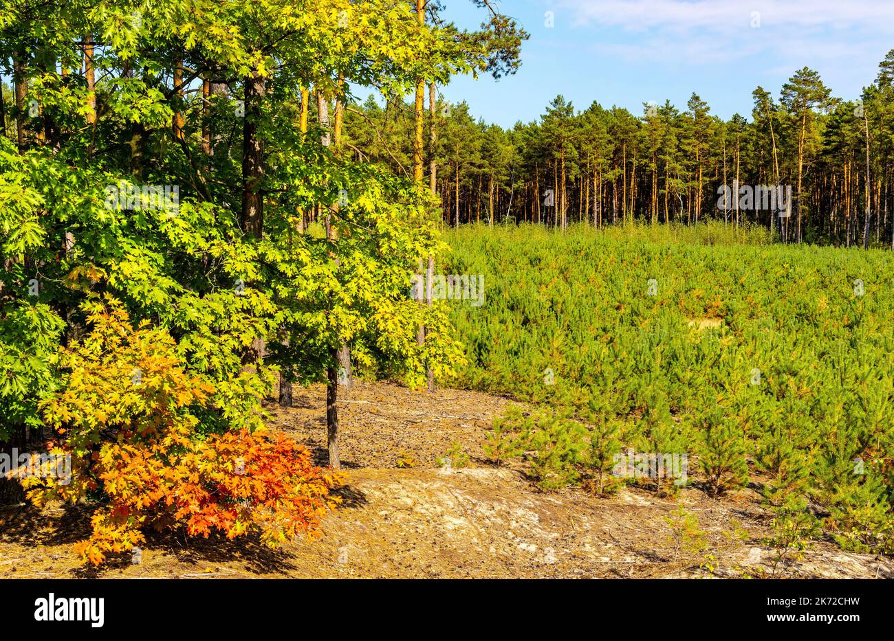 Colorful autumn leaves and meadow in Mazoviecki Landscape Park in ...