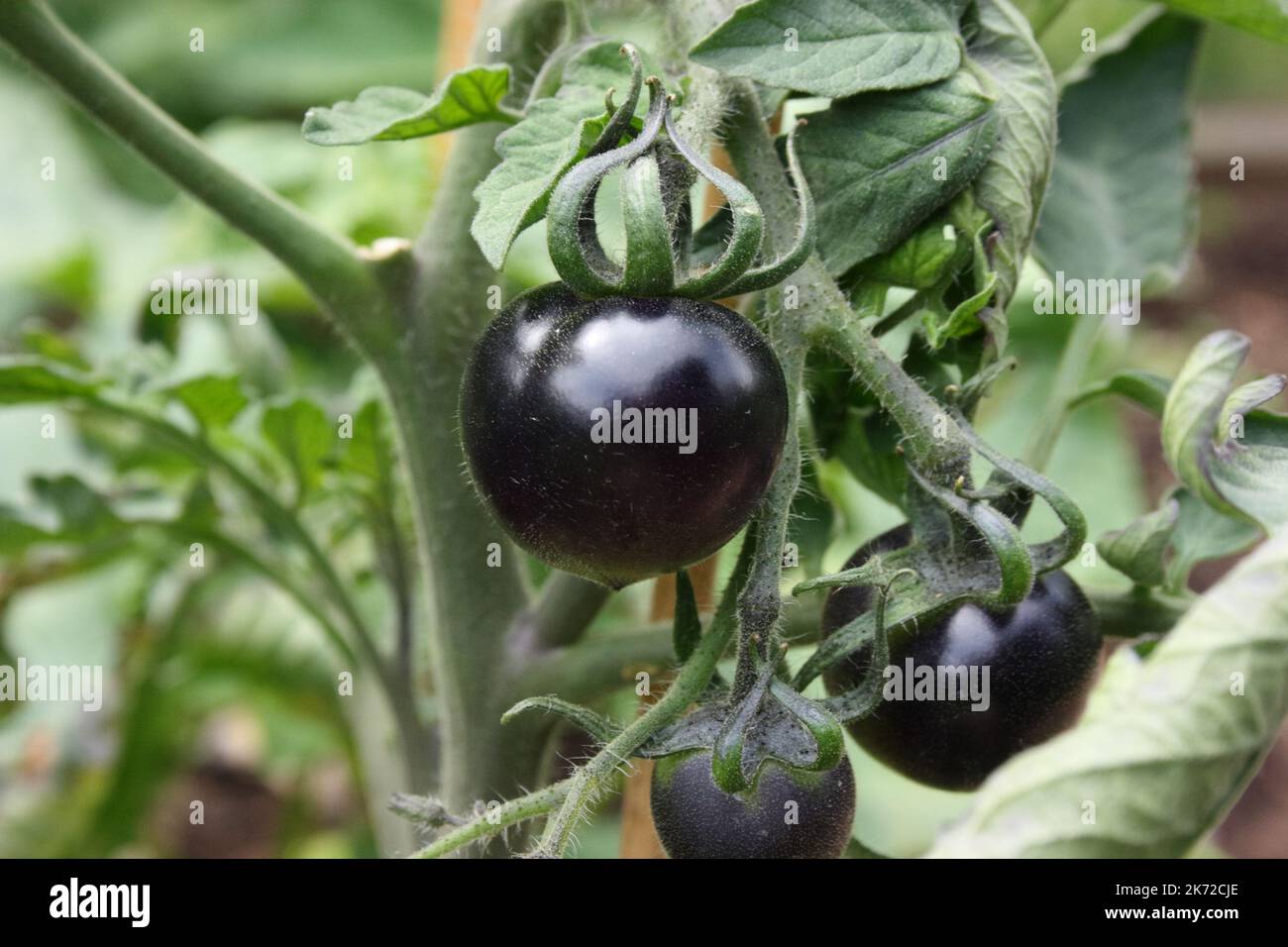 Tomato 'Indigo Rose' in garden Stock Photo - Alamy