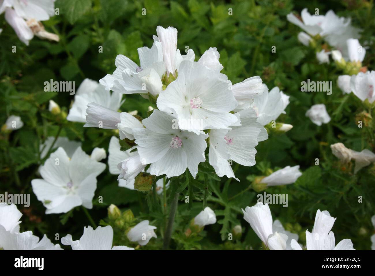 White Musk Mallow (Malva moschata f. alba) in garden Stock Photo - Alamy