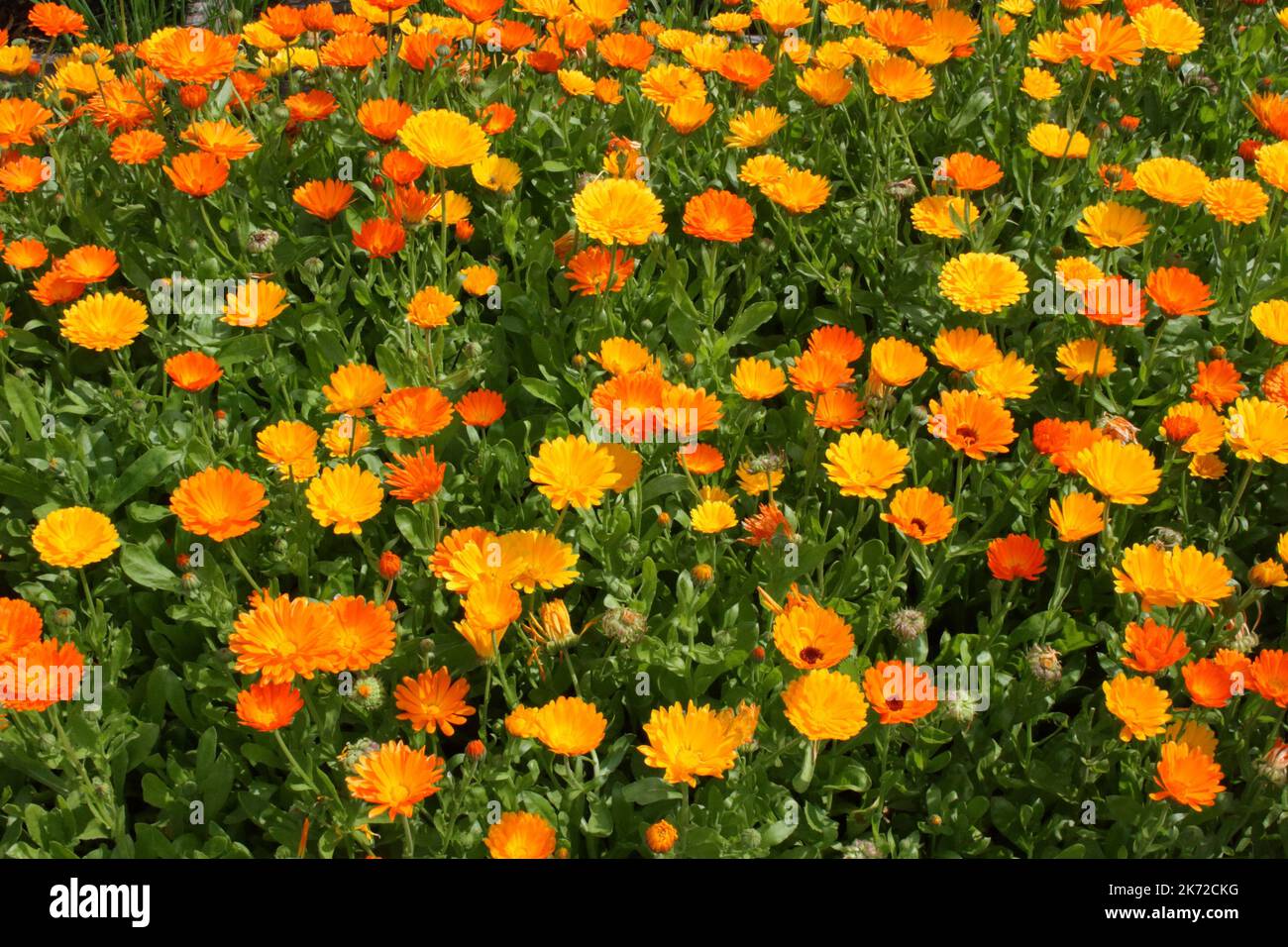 Pot Marigold (Calendula officinalis) in garden Stock Photo - Alamy