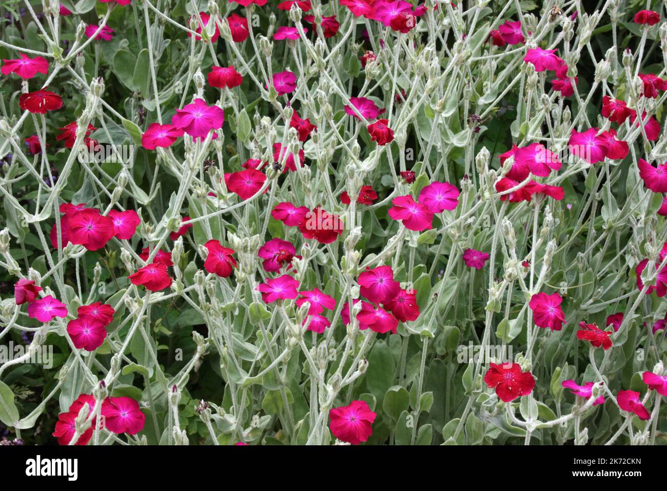 Rose Campion (Lychnis coronaria) in garden Stock Photo - Alamy