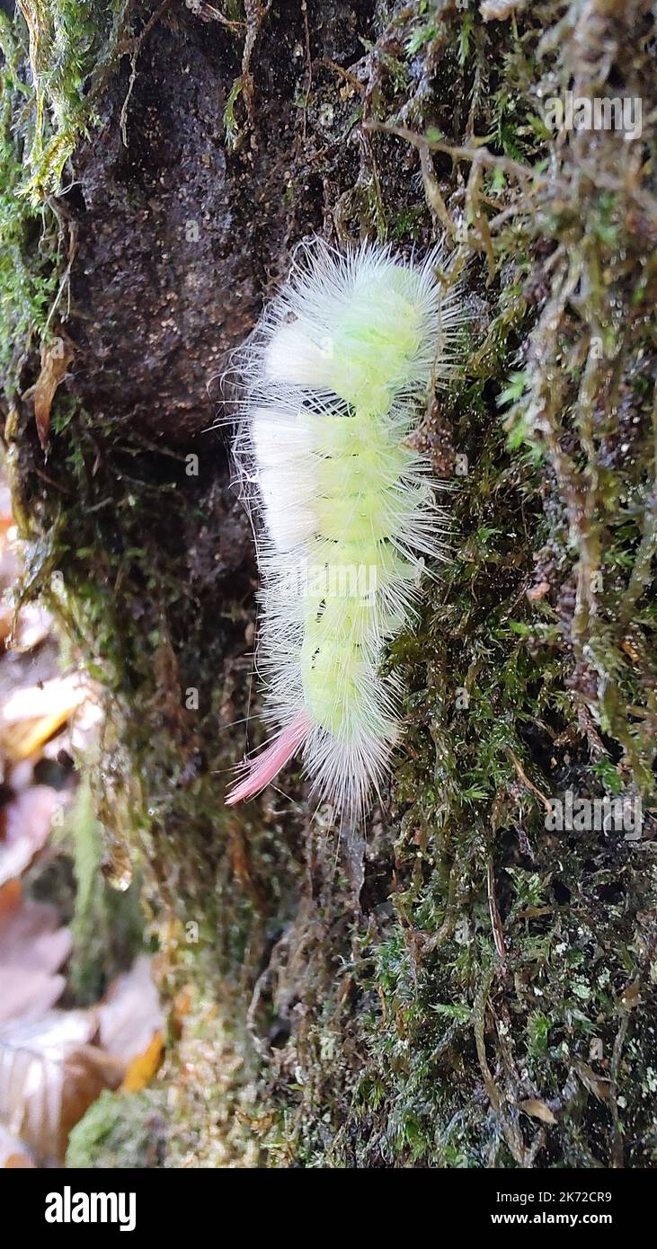caterpillar of the pale tussoc - Calliteara pudibunda - on a tree Stock ...