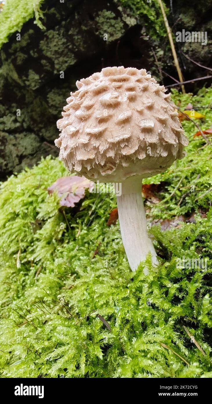 Close-up of white mushroom growing on forest floor, potentially ...