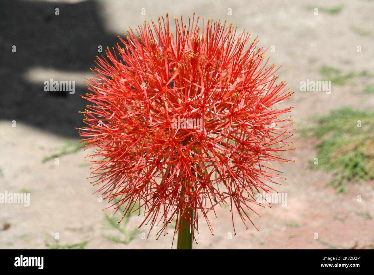 Fireball Lily (Scadoxus multiflorus) in bloom in a garden : (pix ...