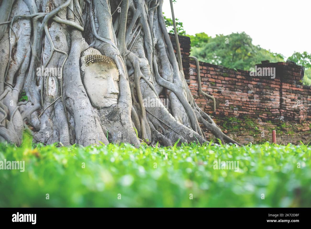 Buddha head statue under the Bodhi tree root in Wat Mahathat (Ayutthaya ...