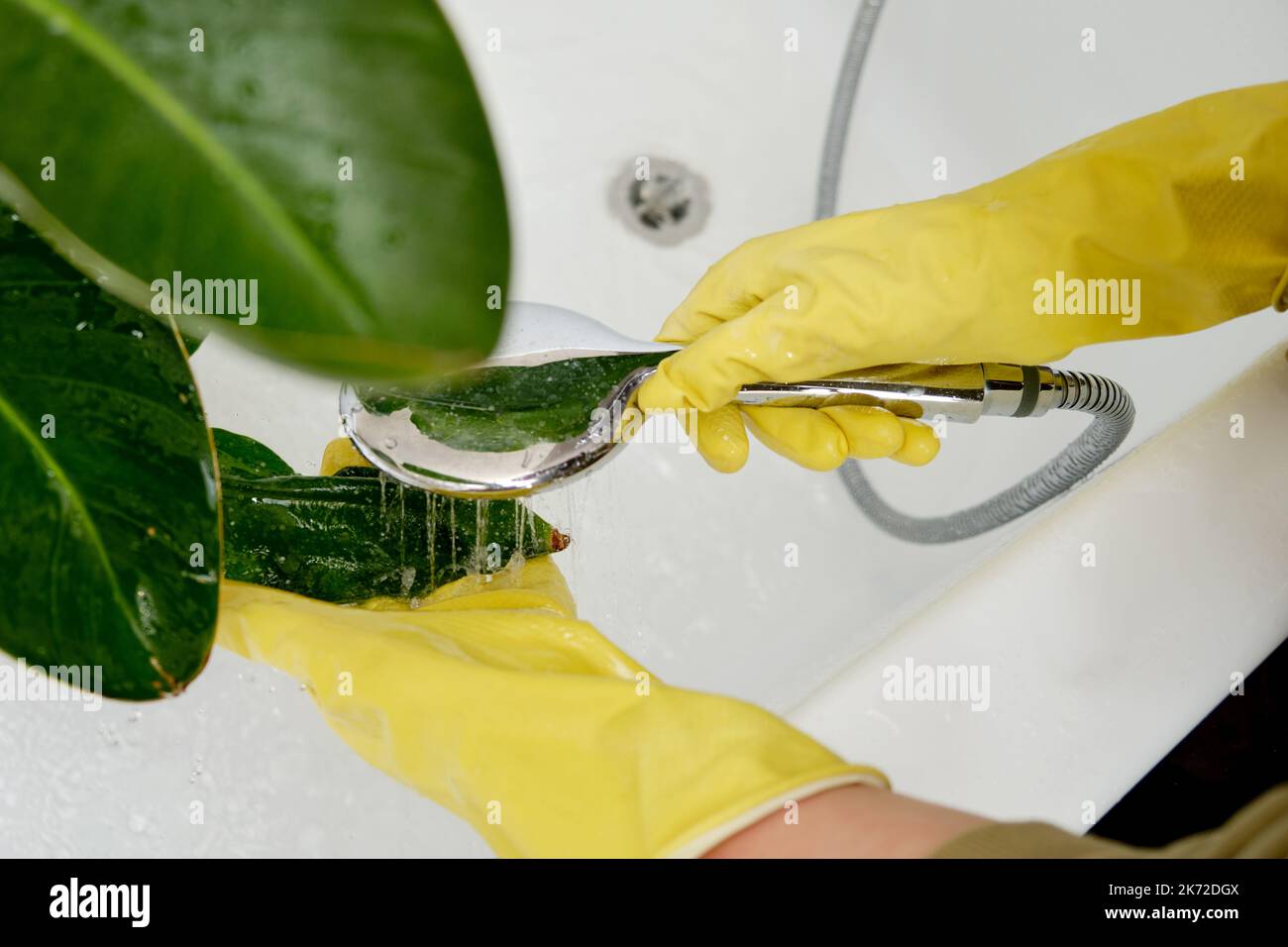 Washing plants in the home bathroom for cleaning from insects and ...