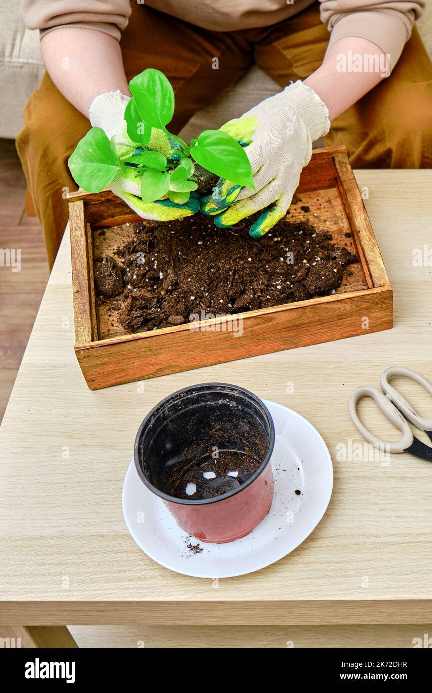 Woman working in home garden, scindapsus neon plant . Transplanting ...