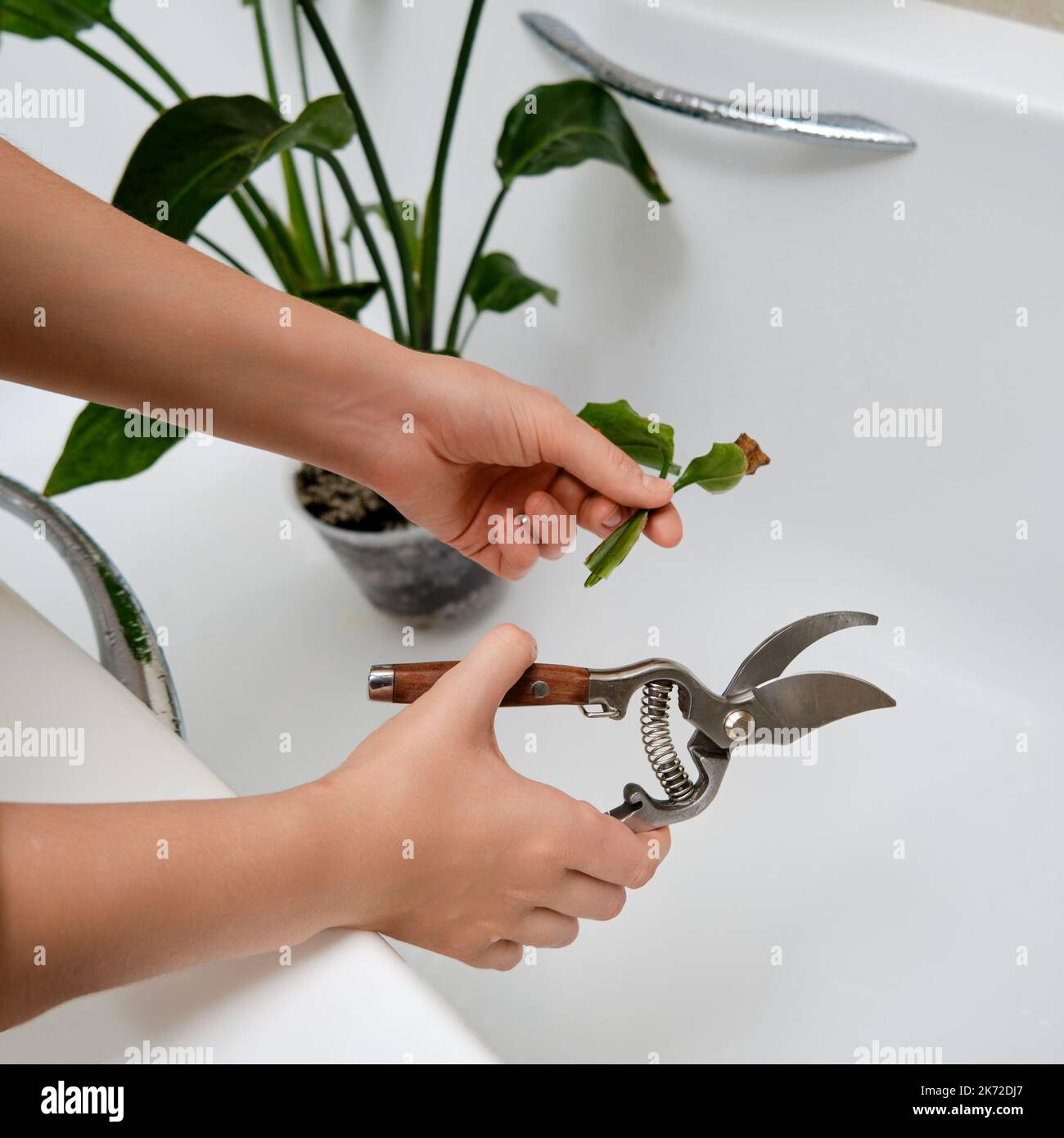 Remove pests hi-res stock photography and images - Alamy