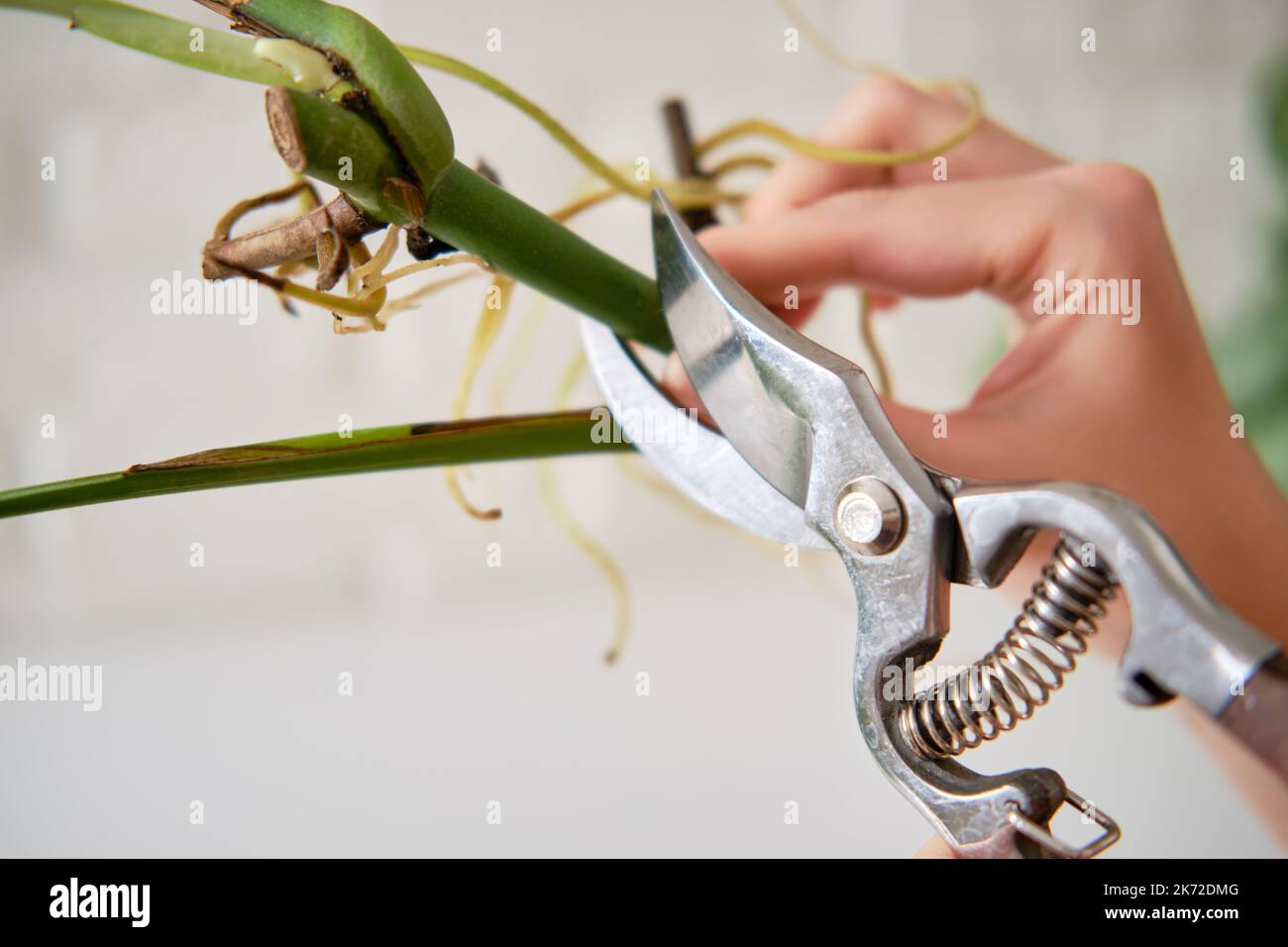 Woman florist cuts monstera albo plant with garden scissors. Female ...