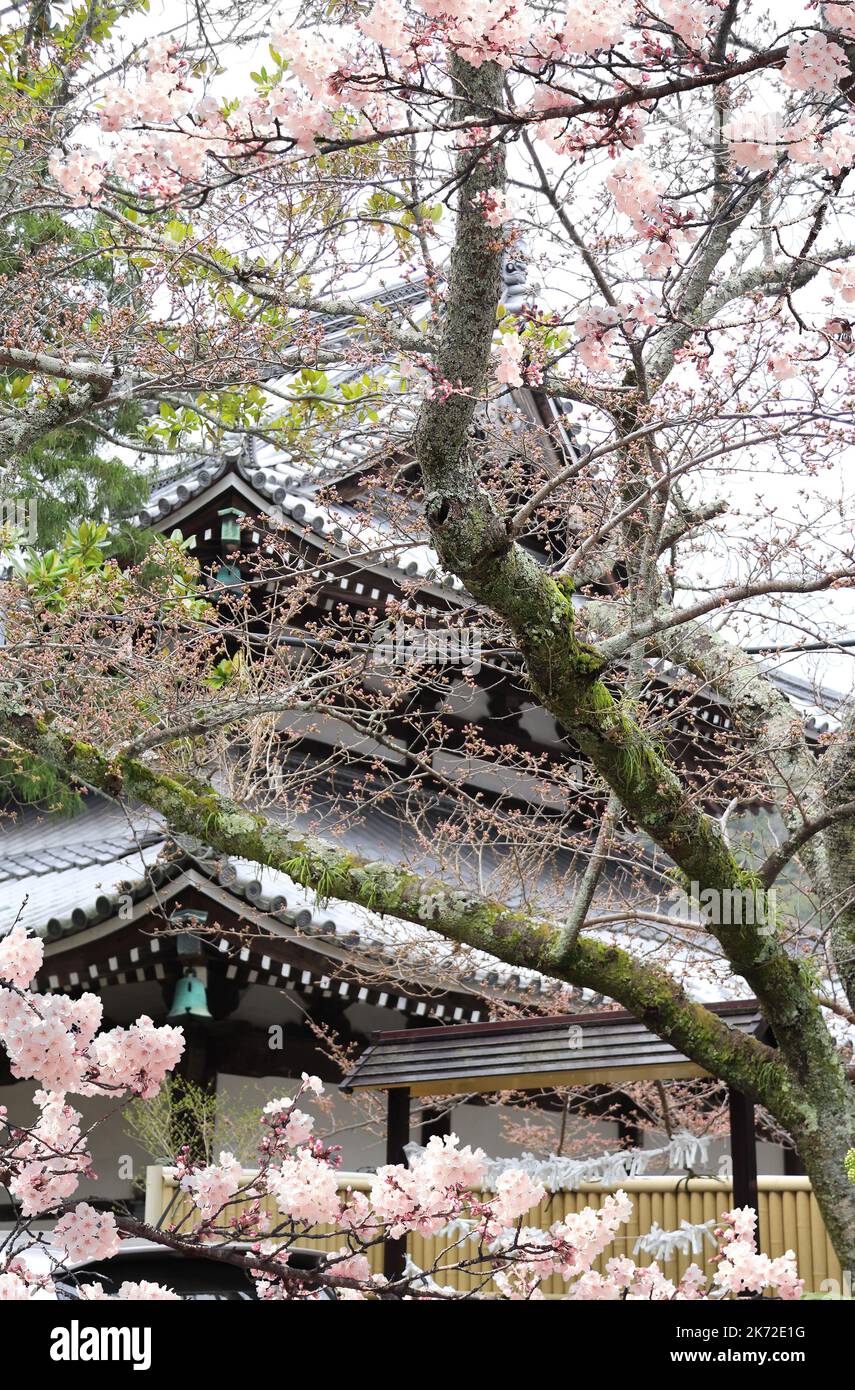 Roof of ancient temple and blooming sakura branches, Kyoto, Japan ...