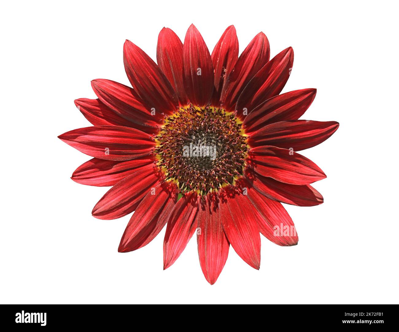 Sunflower moulin rouge hi-res stock photography and images - Alamy