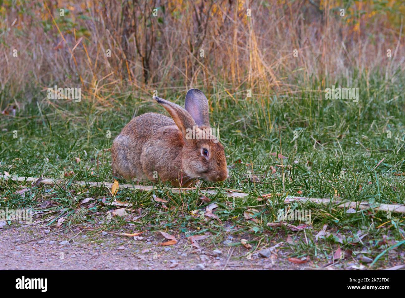 Rabbit in forest 4k video hi-res stock photography and images - Alamy