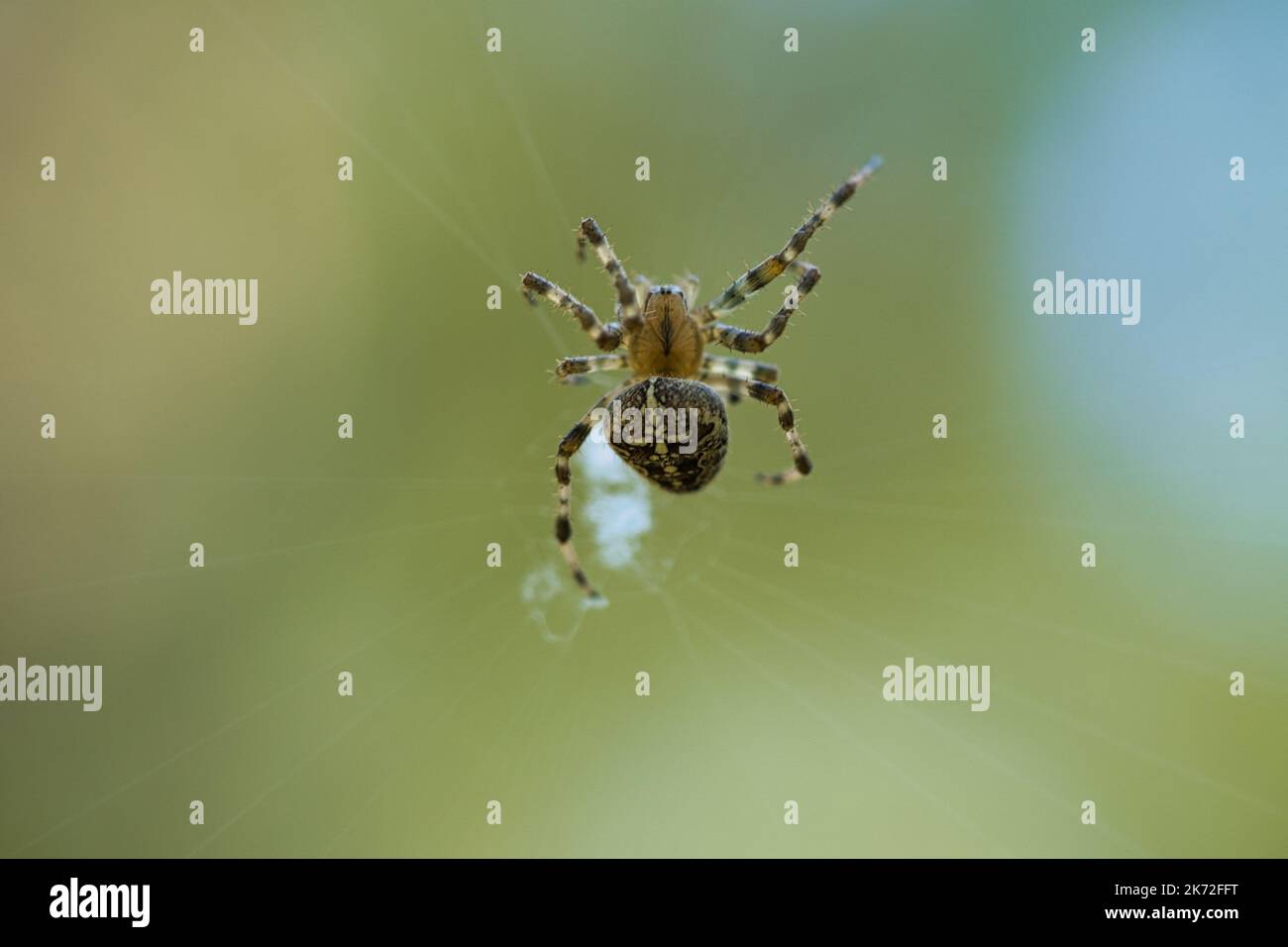 Cross spider shot crawling on a spider thread. Halloween fright ...