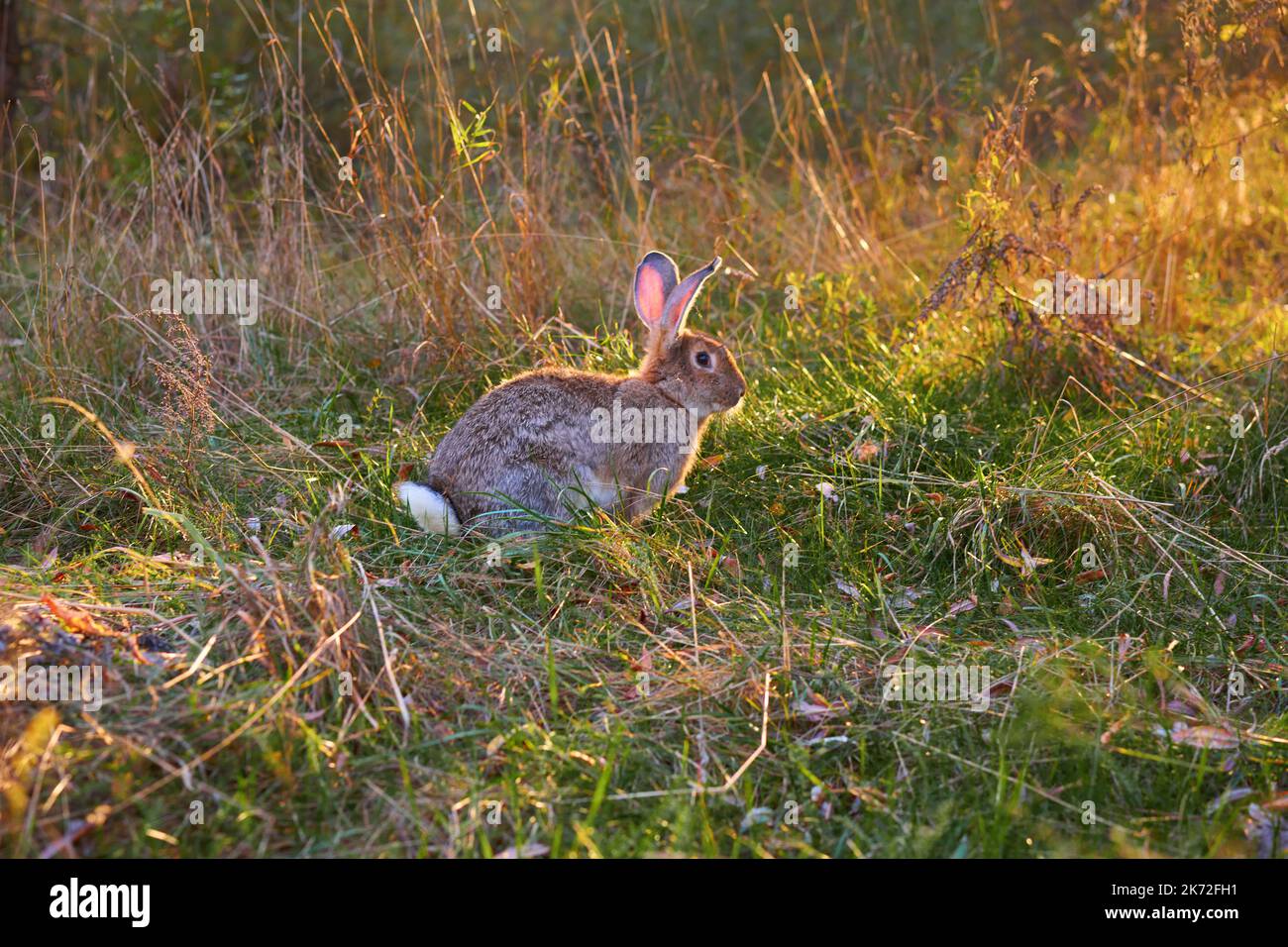Bunny ears 4k hi-res stock photography and images - Alamy