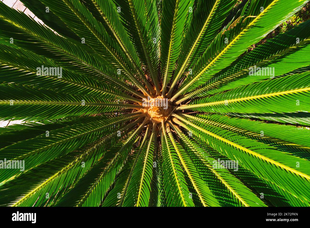 Cycas revoluta or sago palm or Japanese cycad top view background photo ...