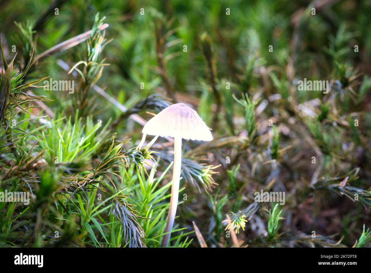 a filigree small mushroom on moss with light spot in forest. Forest ...