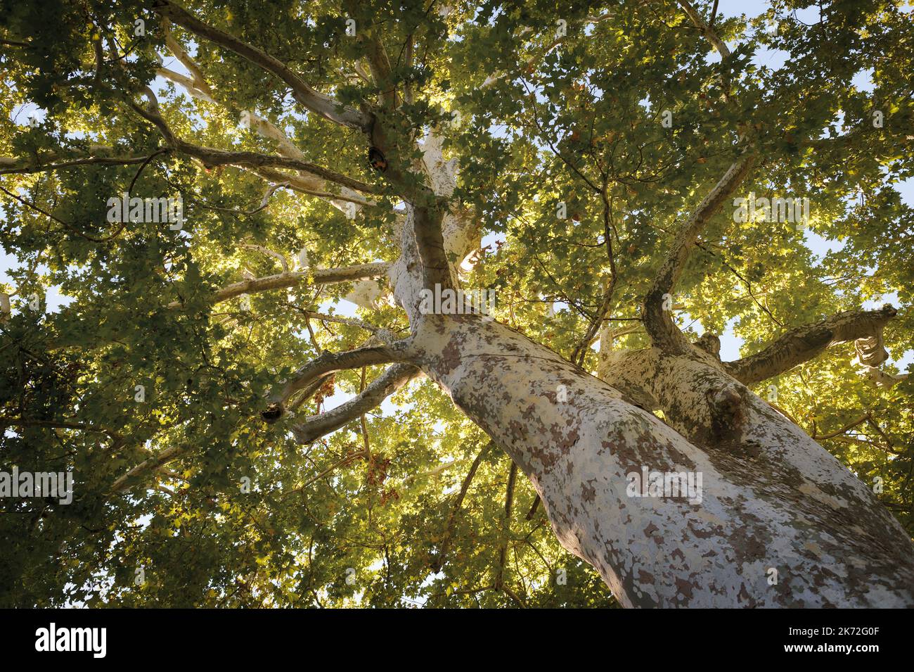 Very old and tall ancient platanus tree in autumn with sunlight between ...