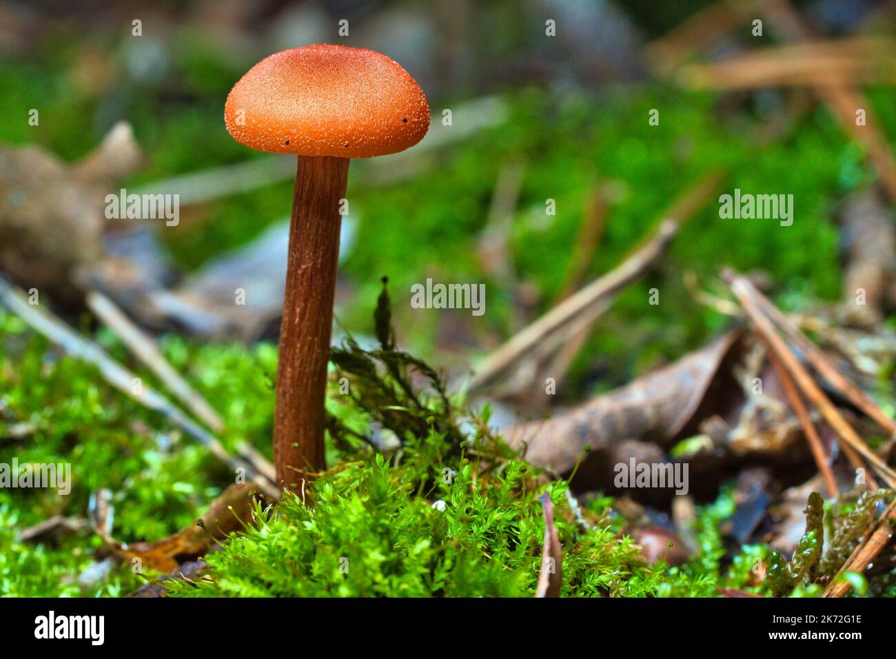 Orange filigree mushrooms in moss on forest floor. Macro view from the ...