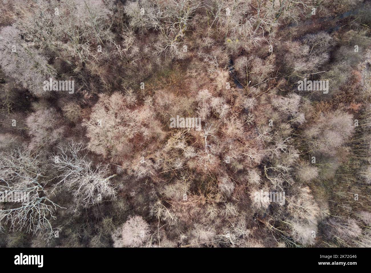 Aerial top view of autumn trees with branches without leaves. Abstract ...