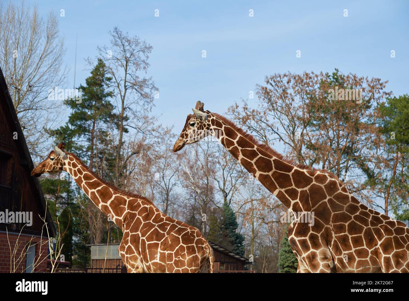 Two giraffe walk in aviary at Zoo Stock Photo - Alamy