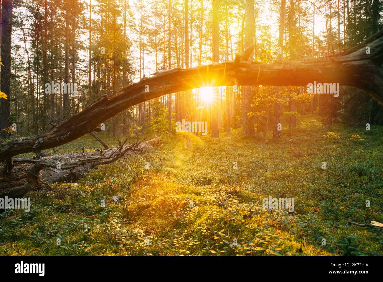Sunlight Sunrays Shine Through Fallen Tree Trunk. Beautiful Sunset Sun ...