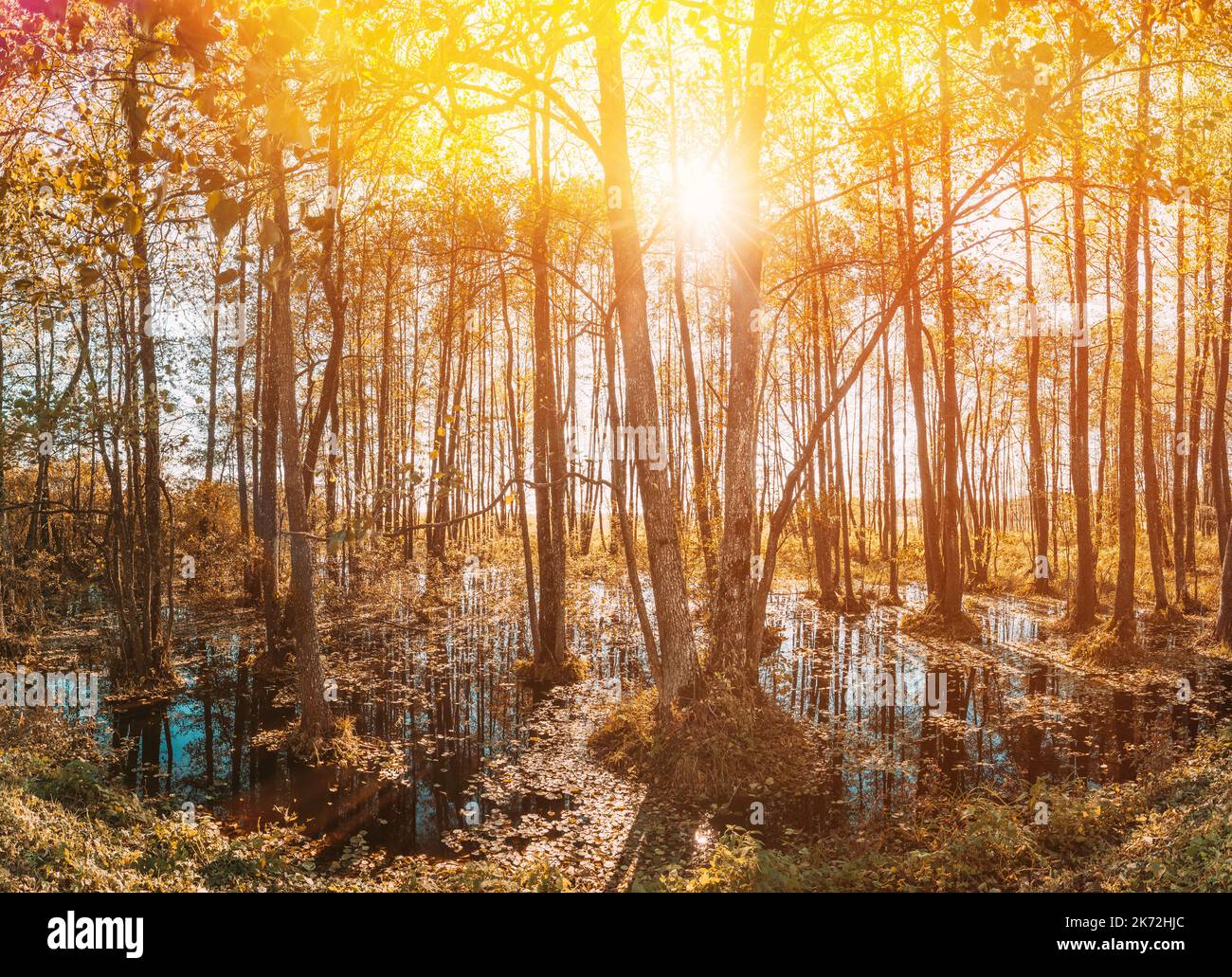 Beautiful Autumn Landscape. Forest Trees Woods Standing In Flood Water ...