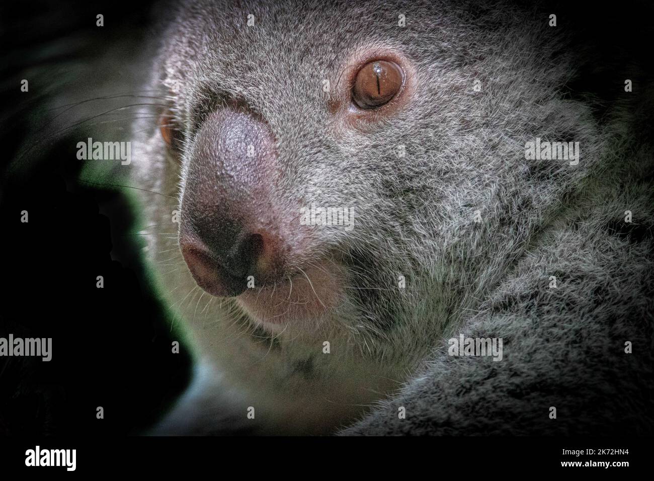 A staring koala bear. Edinburgh, UK: THESE CLOSE-UP portaits show the glory of Edinburgh Zoo?s ...
