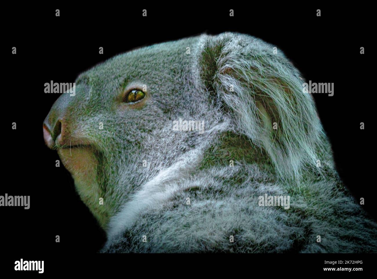 Koala's eat eucalyptus. Edinburgh, UK: THESE CLOSE-UP portaits show the ...