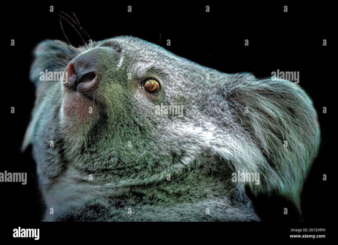 A curious koala. Edinburgh, UK: THESE CLOSE-UP portaits show the glory ...