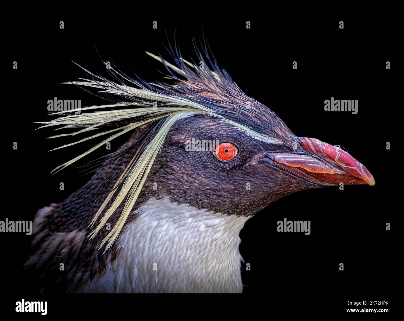 The beedy-eyed penguin. Edinburgh, UK: THESE CLOSE-UP portaits show the ...