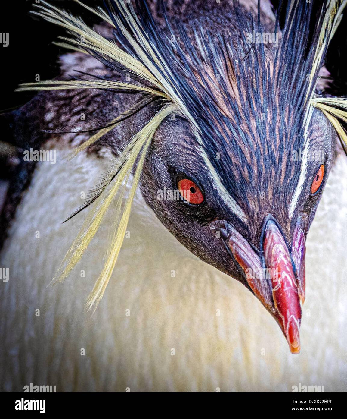 A resident of Edinburgh Zoo. Edinburgh, UK: THESE CLOSE-UP portaits ...