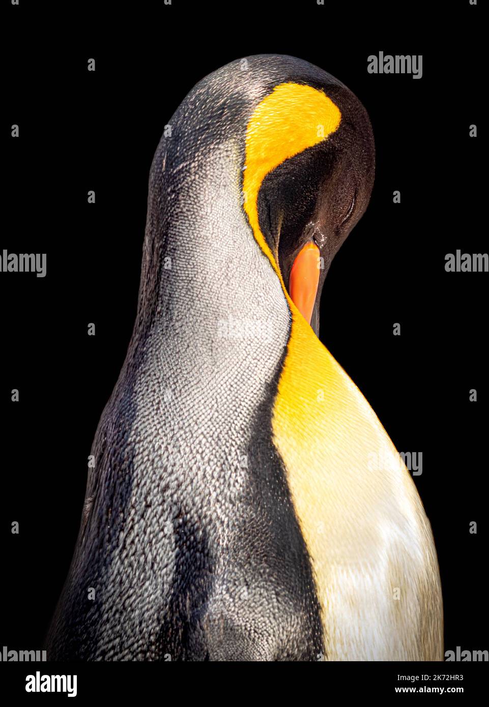 Sir Nils Olav III of the Norwegian King's Guard. Edinburgh, UK: THESE ...