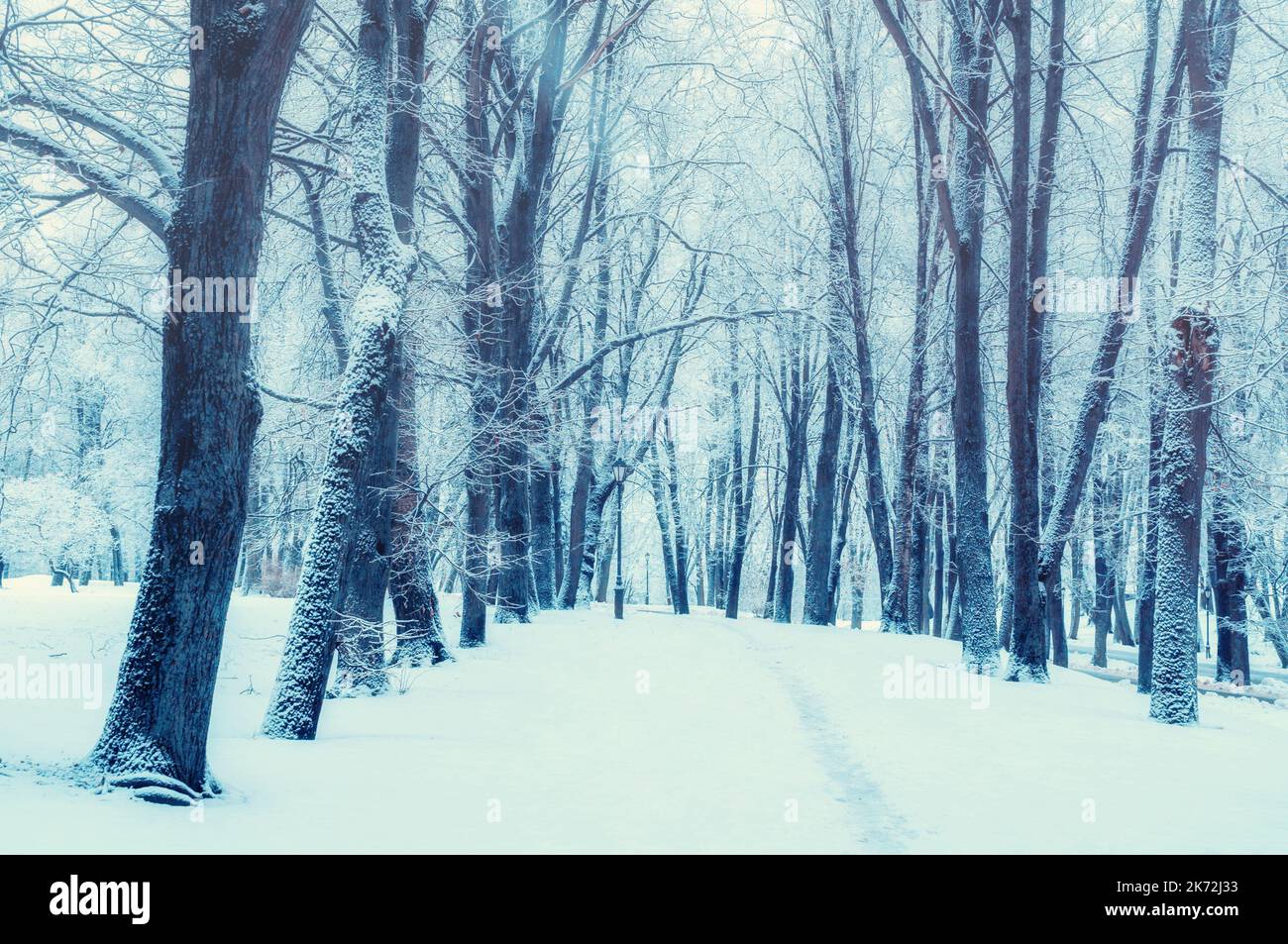 Winter landscape with snowy trees along the winter park alley. Winter ...