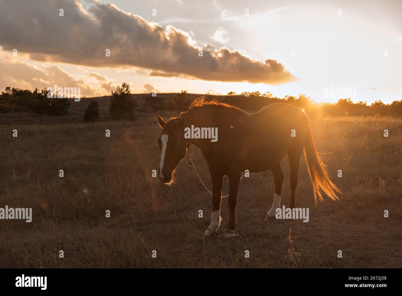 Woman in red dress riding horse hi-res stock photography and images - Alamy