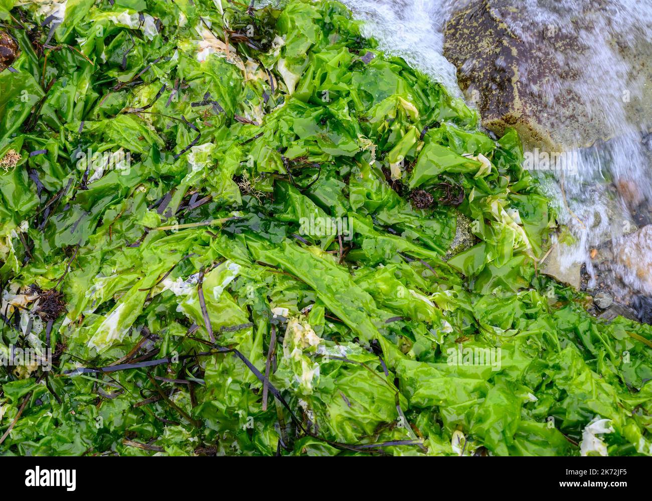 Green algae on a stone by the seashore Stock Photo - Alamy
