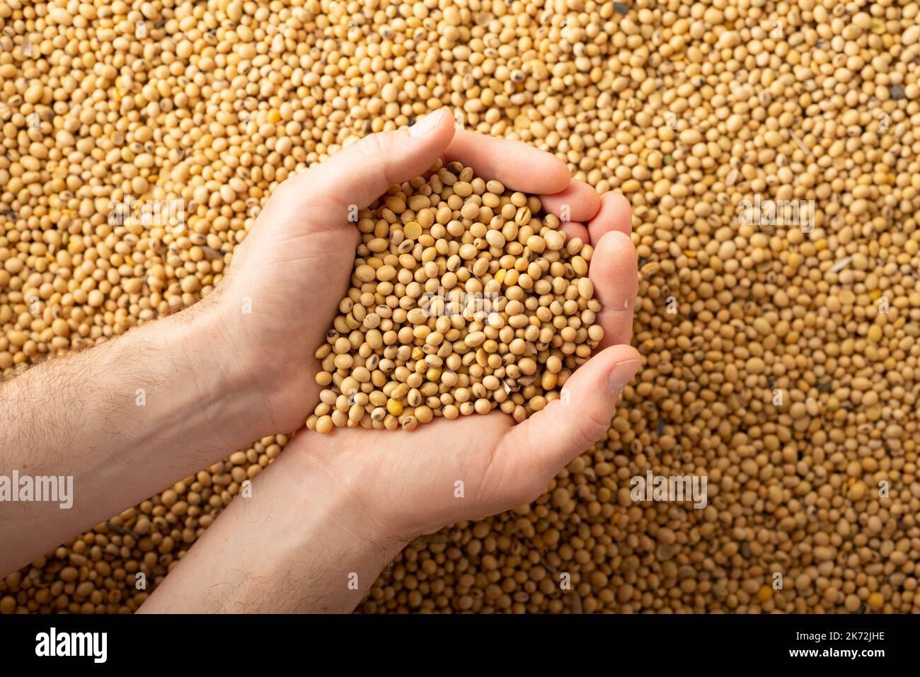Human caucasian handfuls with soy beans over soybean background Stock ...