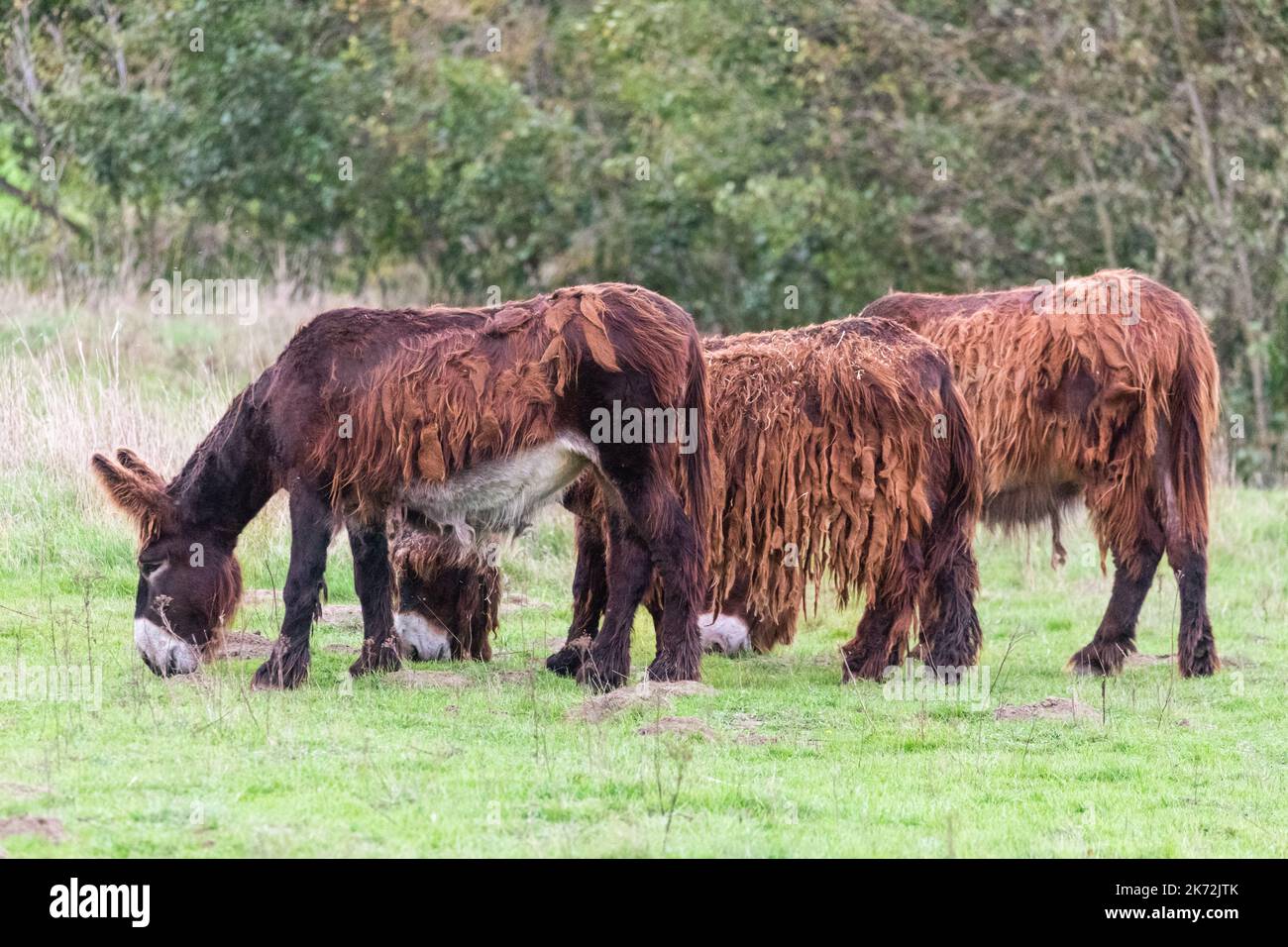 Baudet du Poitou, also Poitevin or Poitou donkey endangered breed with ...