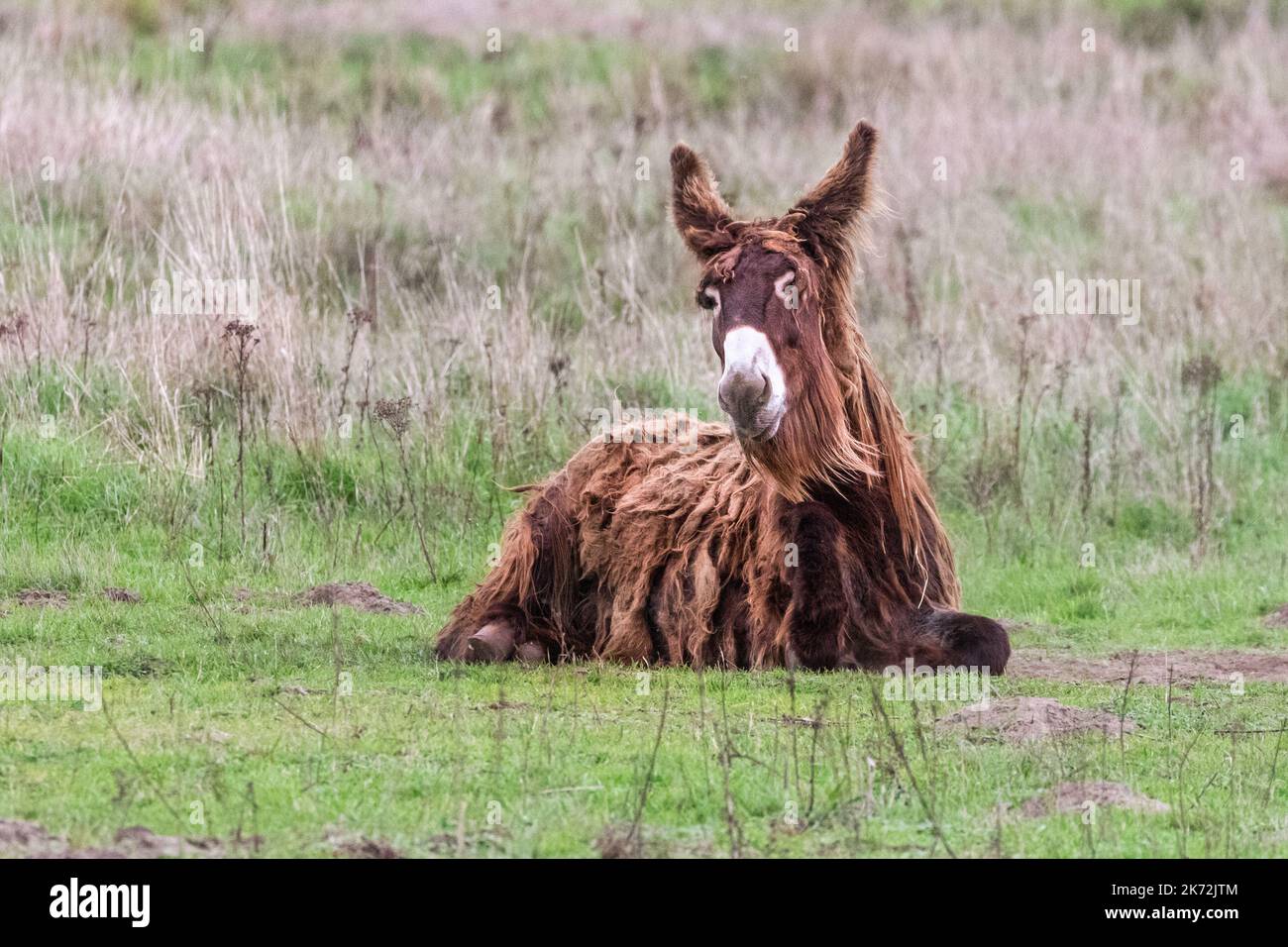 Baudet du Poitou mare rolling around, also Poitevin or Poitou donkey ...
