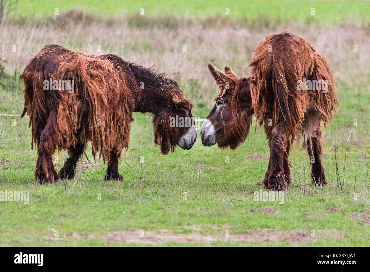 Baudet du Poitou mares grooming each other, also Poitevin or Poitou ...