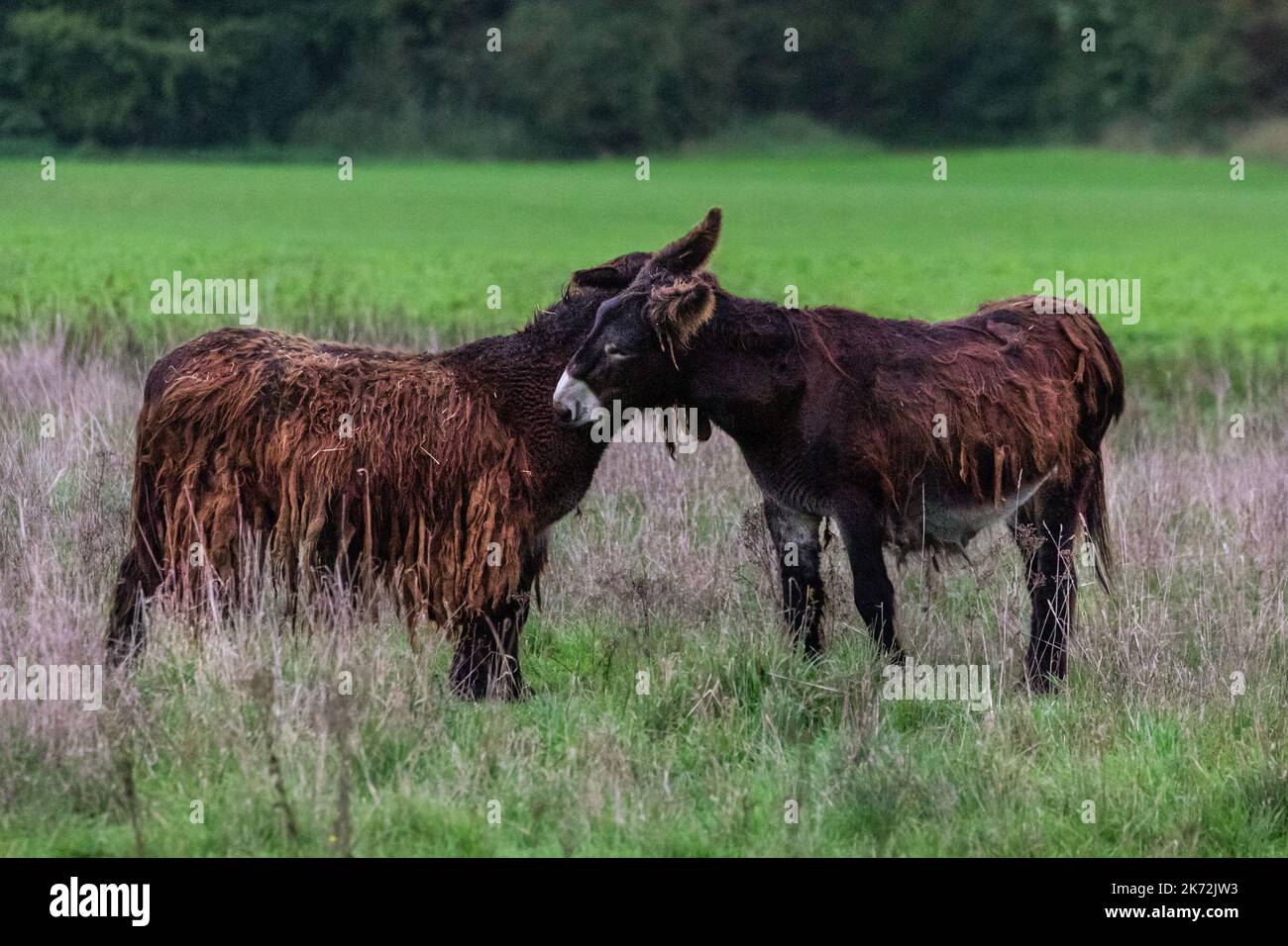 Baudet du Poitou mares grooming each other, also Poitevin or Poitou ...