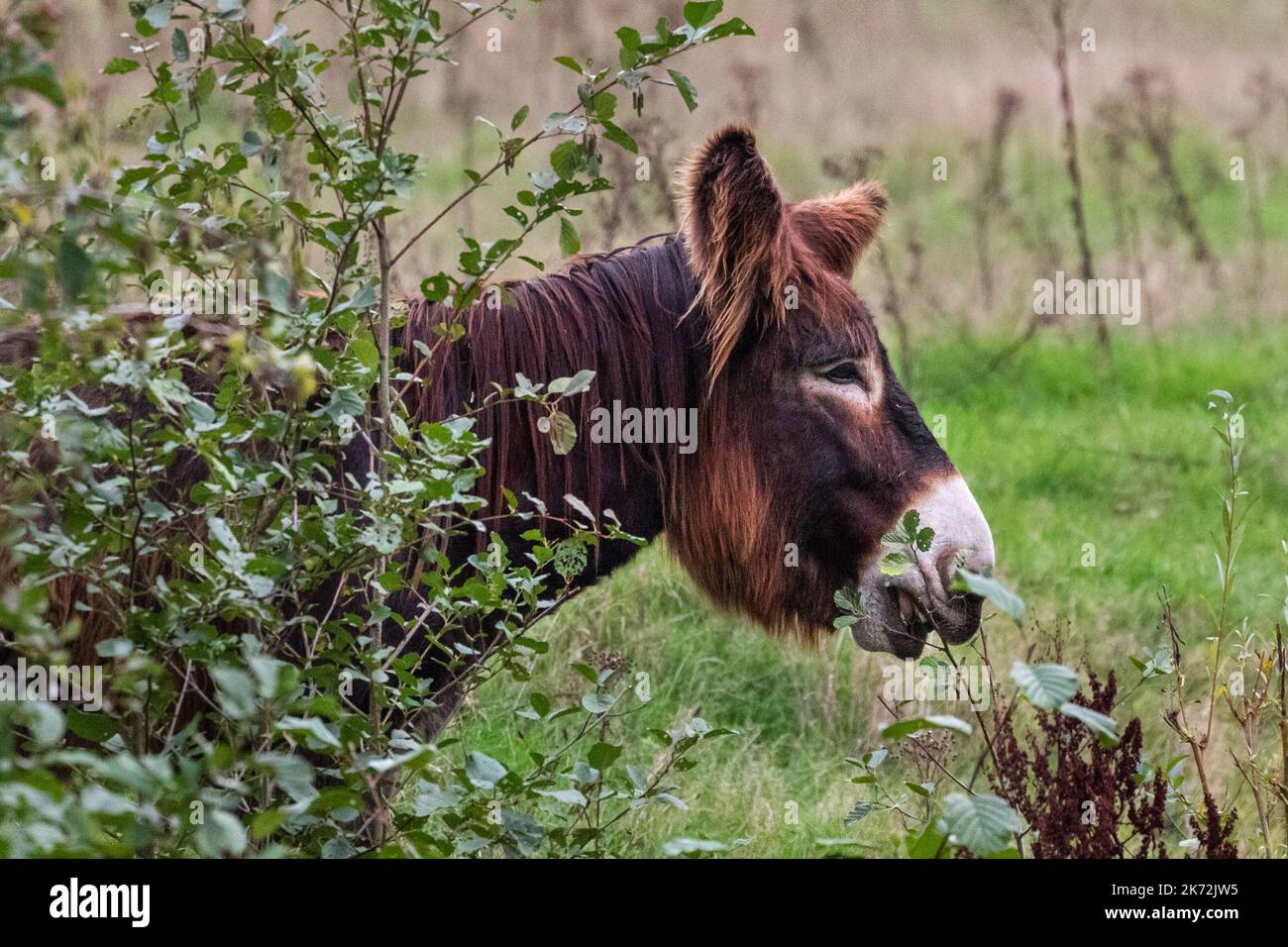 Baudet du Poitou stallion, also Poitevin or Poitou donkey endangered ...
