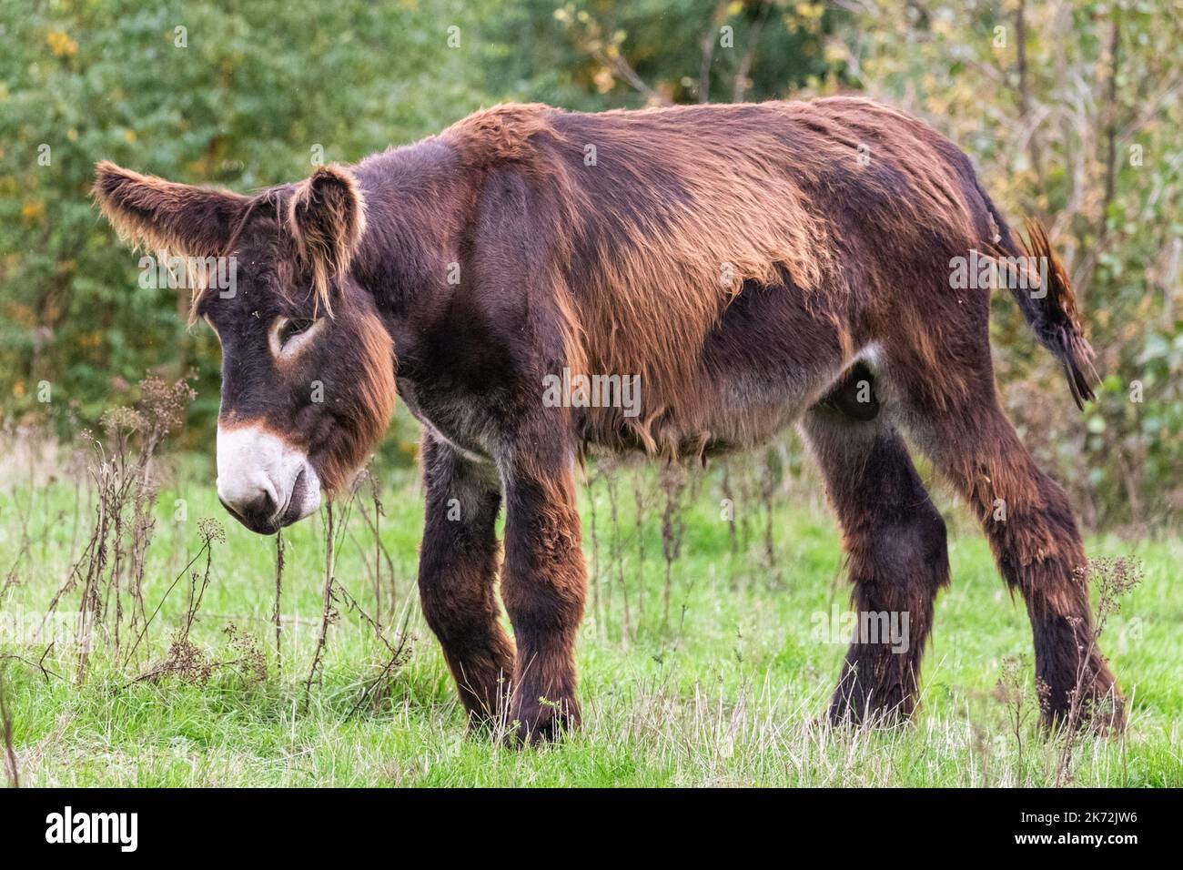 Baudet du Poitou stallion, also Poitevin or Poitou donkey endangered ...
