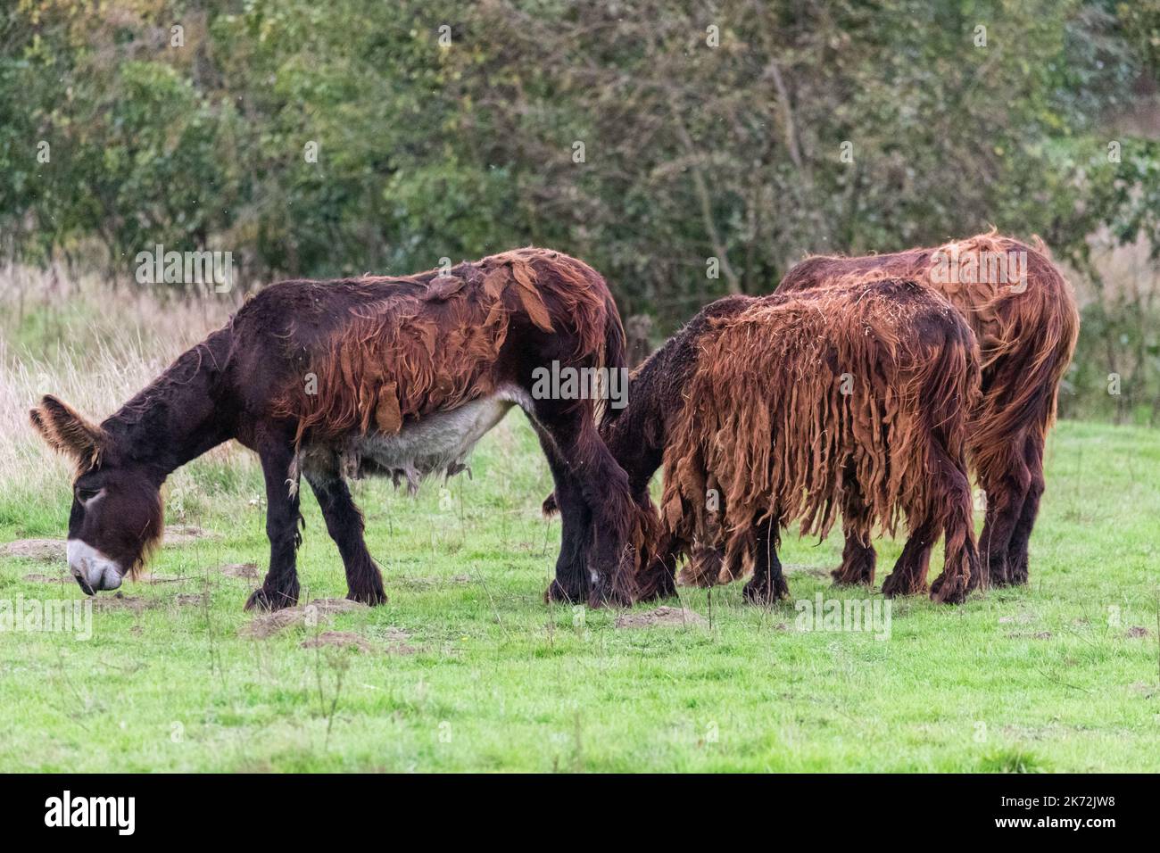 Baudet du Poitou, also Poitevin or Poitou donkey endangered breed with ...